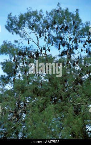 Flying Fox sanctuary Stock Photo - Alamy