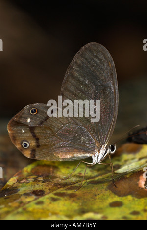 Clearwing Satyr, Haetera piera, on leaf in forest floor, Manu, Peru ...