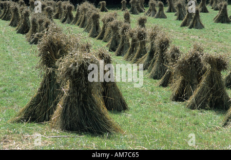 Traditional corn farming, County Donegal Ireland Stock Photo - Alamy