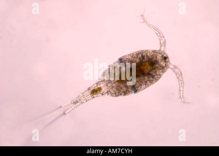 Copepod Cyclops sp. Single Eye Male UK Stock Photo - Alamy