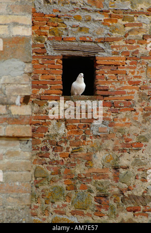 Citerna in Italy Stock Photo - Alamy