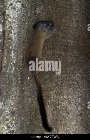 Yellow-crowned brush-tailed rat, Isothrix bistriata Stock Photo - Alamy