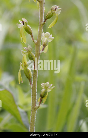 Close up of a common twayblade (neottia ovata) orchid Stock Photo - Alamy