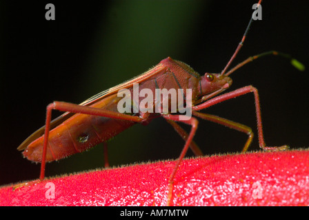 Plant Bug, Miridae sp, Manu, Peru, jungle, female guarding eggs and ...