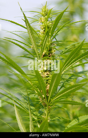 Cannabis, drug, blossoms, Droge, Blueten Stock Photo - Alamy