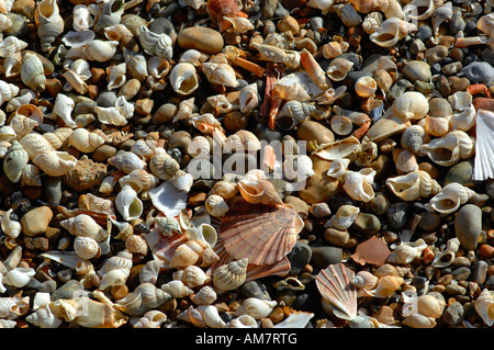 Shells on Folkestone beach, Kent Stock Photo - Alamy