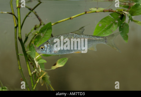 Roach, rutilus rutilus Stock Photo - Alamy