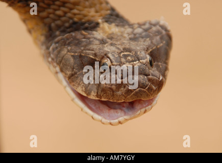 false fer-de-lance (Xenodon rabdocephalus) from the Amazon rainforest ...