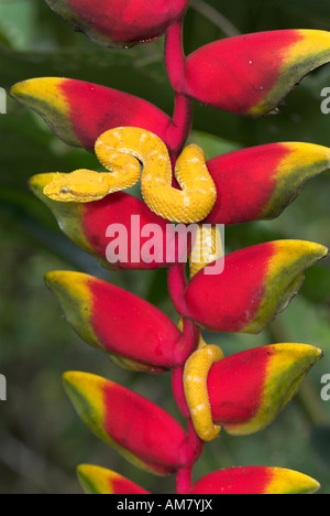 yellow eyelash viper, Bothriechis schlegelii, Cahuita National Park ...
