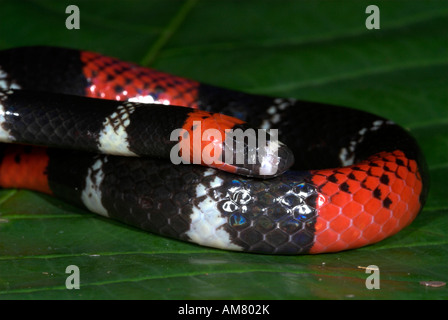 South American Coral Snake, Micrurus lemniscatus, Iquitos, Peru, curled ...