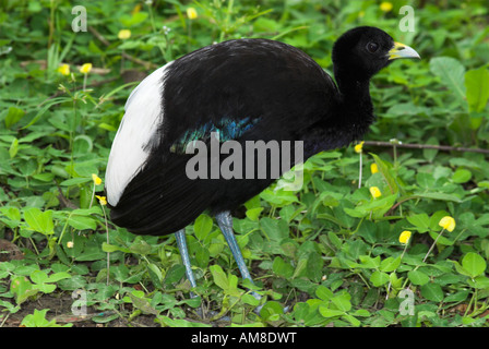 Grey-winged Trumpeter Psophia crepitans Amazon Rainforest Peru Stock ...