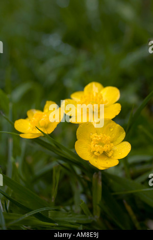 Yellow flower of Ranunculus acris on green grass background on sunny ...