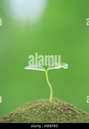 Water drop from sprout Stock Photo - Alamy