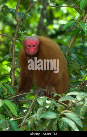 Bald or Golden Uakari Monkey, Cacajao calvus, this colour form found in ...