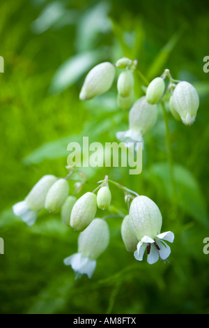 wildflowers from quebec Stock Photo - Alamy