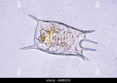 Rotifer, Keratella testuda, , free swimming, microscope, freshwater ...