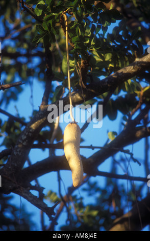 SAUSAGE TREE Kigelia pinnata Tanzania Stock Photo - Alamy
