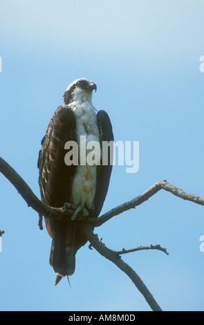 An Osprey on a branch Stock Photo - Alamy