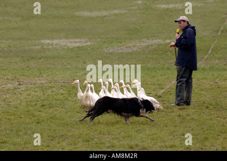 Geese at The Royal Welsh Agricultural Show Builth Wells Powys Wales ...