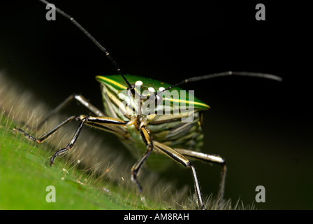 Plant Bug, Miridae sp, Manu, Peru, jungle, female guarding eggs and ...