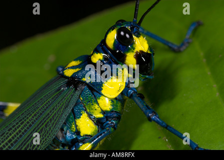Grasshopper, Chromacris colorata, Iquitos, Peru, jungle, amazon, on ...