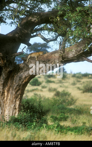 A leopard in a baobab tree Stock Photo - Alamy