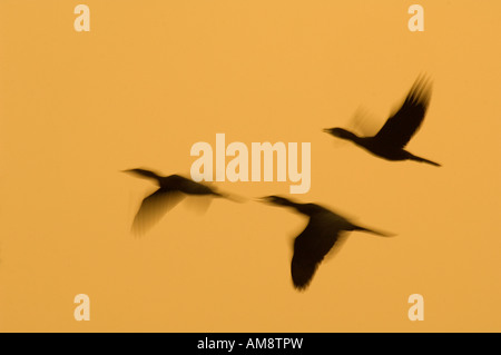 Slow motion birds flying in front of cloudscape with sunset light ...