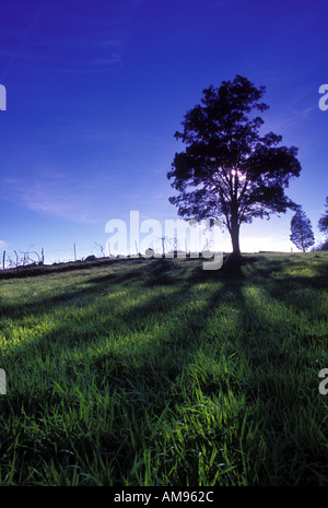 Tree, Ipswich. Tree, Ipswich Stock Photo - Alamy