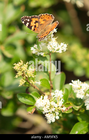 Monarch butterfly in Europe on a lantana in early February on the ...