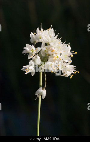 The Nodding Onion (Allium cernuum) is a wildflower species found in the ...