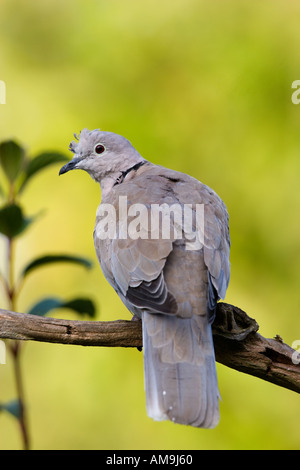 A Collared Dove looking back Stock Photo - Alamy
