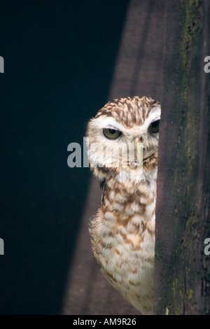 Close-up of a Burrowing Owl hiding in its clay nest on the ground, half ...