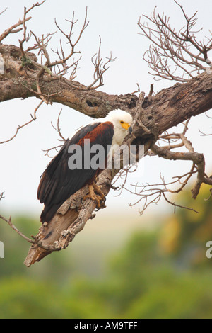 African fish eagle Haliaeetus vocifer perched in a tree. Mana Pools ...