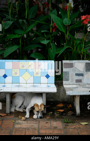 temple dogs, chiang mai thailand Stock Photo - Alamy