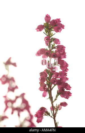 Erica sp Erica sp Stock Photo - Alamy