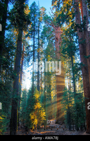 Sunbeams through the giant trees of Sequoia National Park, California ...