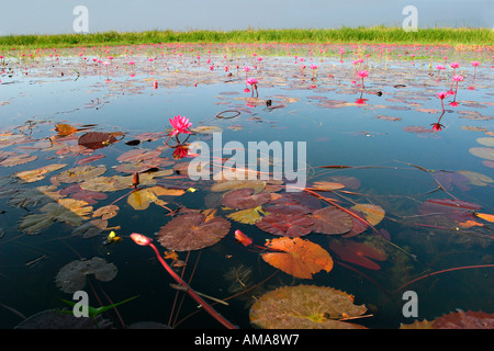 Lotus flower gardens at Inle Lake, Shan State, Burma, (Myanmar Stock ...