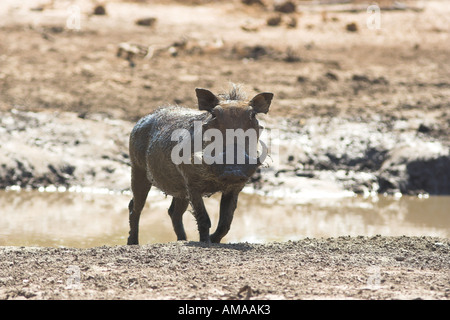 Warthog wallowing in mud and water at a waterhole in the Kruger ...