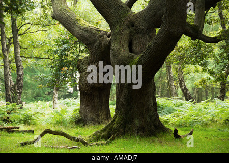 Old Oak Trees Cannock Chase Brocton Coppice Stock Photo: 8686549 - Alamy