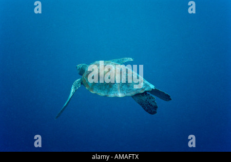 Sea turtle swimming underwater Stock Photo - Alamy