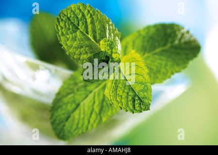 Spanish Mint, mentha spicata Stock Photo - Alamy