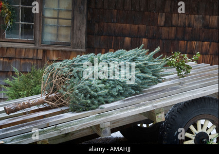 Christmas tree on a cart Stock Photo - Alamy