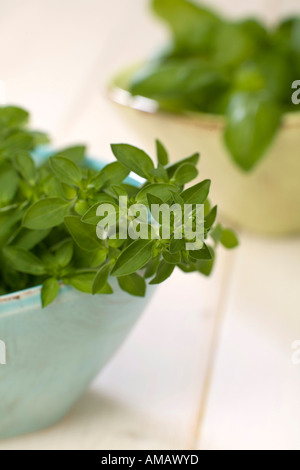 Herbs, Oregano (Origanum vulgare) and Basil (Ocimum basilicum) growing ...