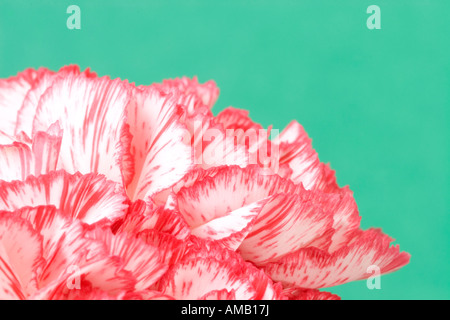 Pink and white striped carnation Stock Photo: 48188879 - Alamy