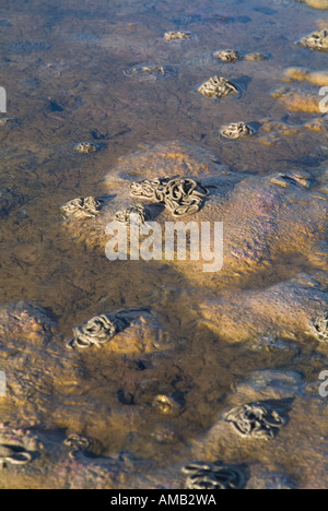 Lugworm casts on mud and sand flats. Low tide at Castle Tioram Stock ...