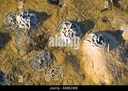 dh Lugworm WORMS UK Arenicola marina sand casts on sandy beach ...