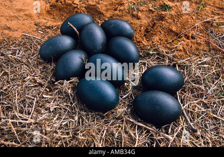 Emu (Dromaius novaehollandiae), eggs, Australia Stock Photo - Alamy