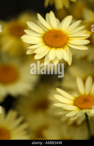 Marguerite Daisy, Dyer's Chamomile, Ox-eye Chamomile, Boston Daisy or ...