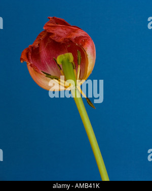 Decaying tulip petals Stock Photo - Alamy