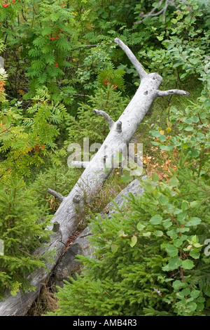 dead barkless tree in forest Stock Photo - Alamy